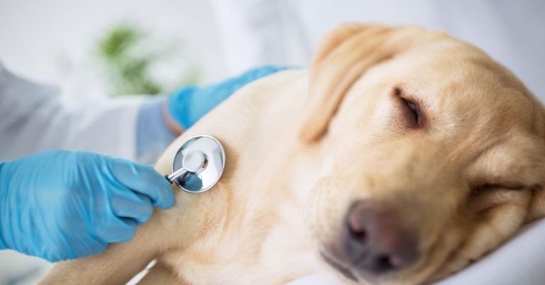 Symptoms of common dog illnesses and how they are treated - Manorswood ...